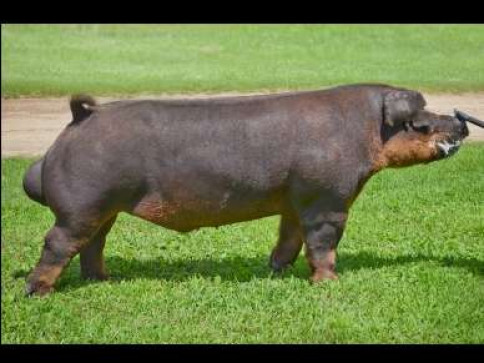 Durocs | DCM Hampshires & Durocs