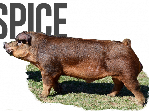 Durocs | DCM Hampshires & Durocs