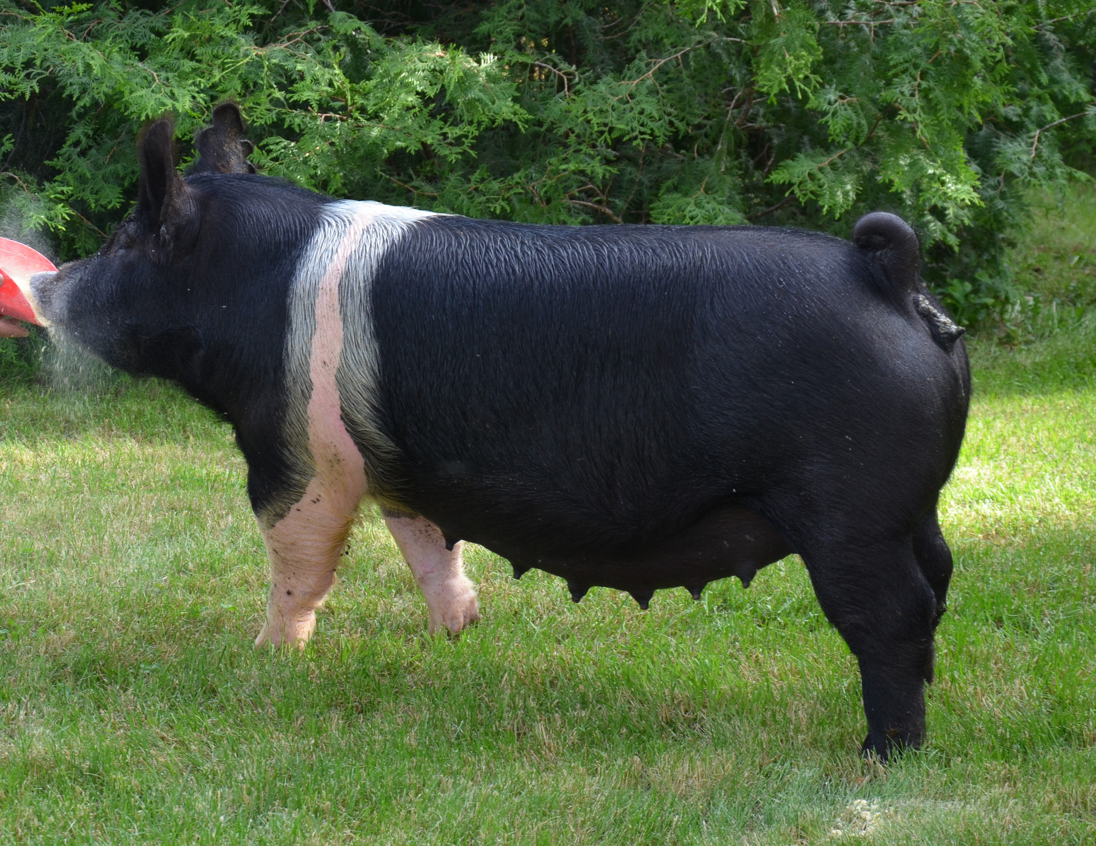 Sows | DCM Hampshires & Durocs