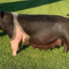 Sows | DCM Hampshires & Durocs