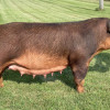 Sows | DCM Hampshires & Durocs
