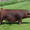 Sows | DCM Hampshires & Durocs